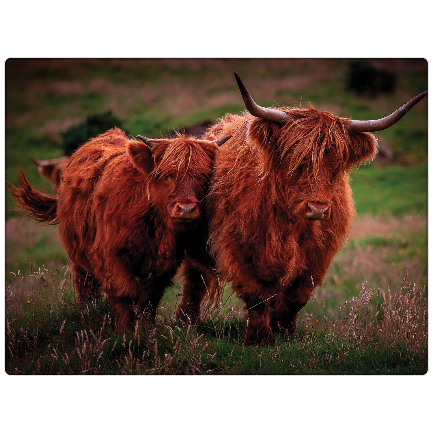 Buy iStyle Rural Roots Glass Worktop Saver - Highland Cows – Potters ...